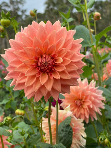 Urica | Dahlias of Australia