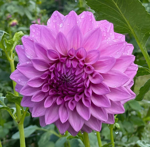 Devon Desire | Dahlias of Australia