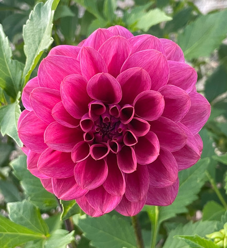 Dusty Rose | Dahlias of Australia