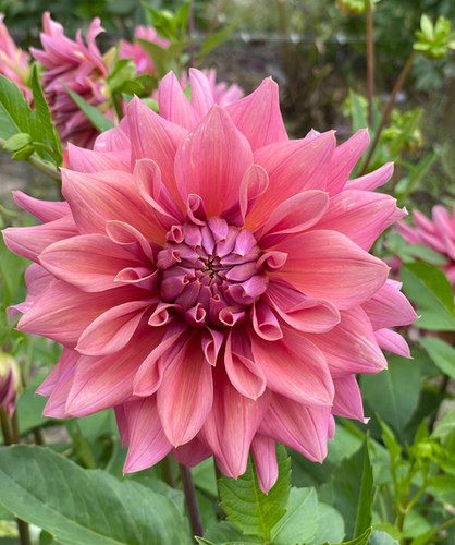 Caramel Rose | Dahlias of Australia