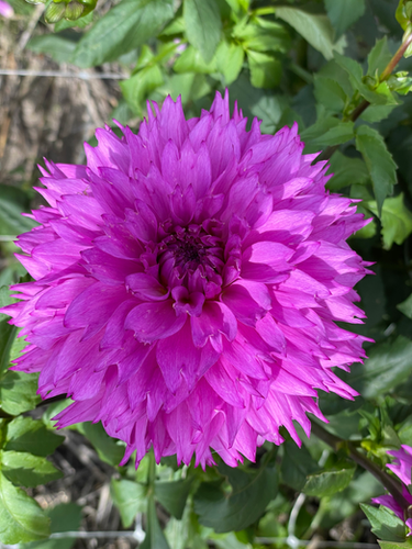CMC Blue | Dahlias of Australia
