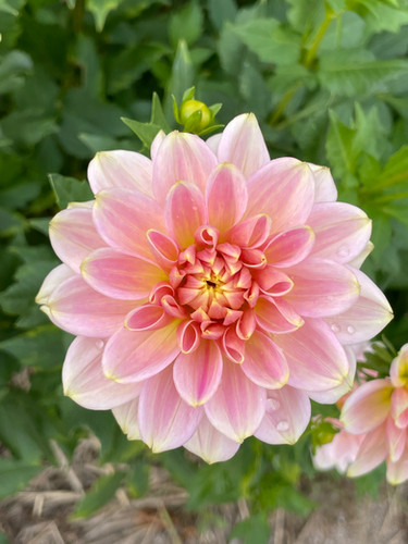 Sandy | Dahlias of Australia