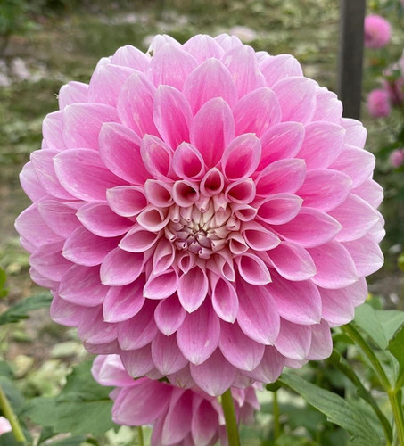Devon Seattle | Dahlias of Australia