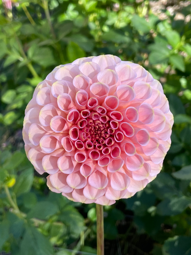 Salmon Joy | Dahlias of Australia