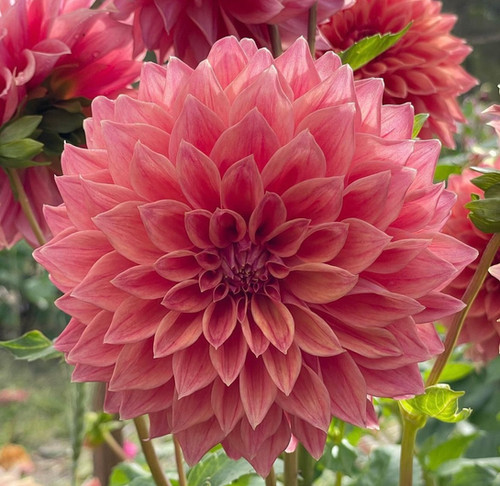 Winkie Cinnamon | Dahlias of Australia