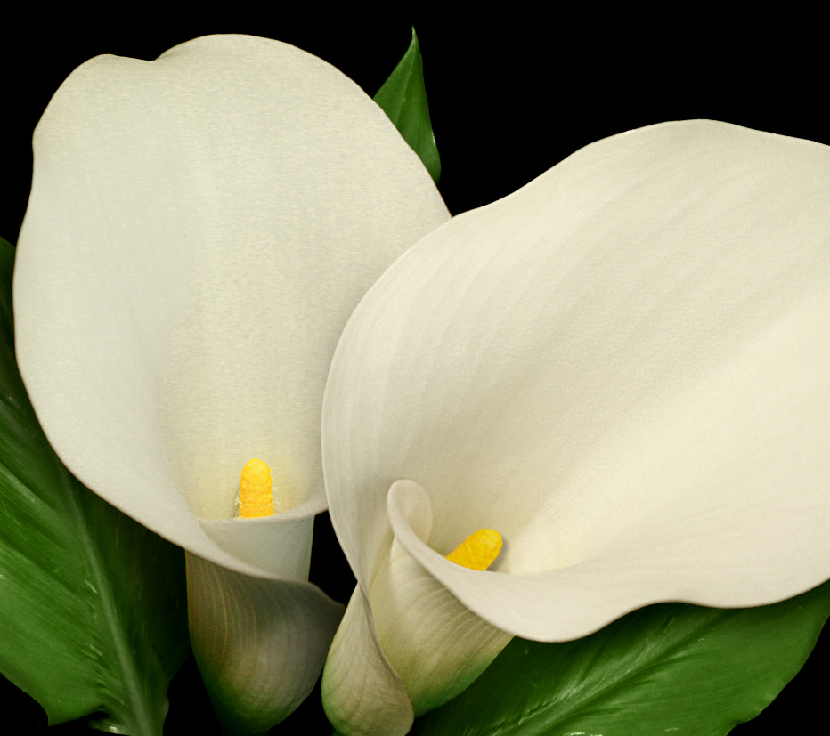 Terra Viva | Plantar uma Vida Melhor!