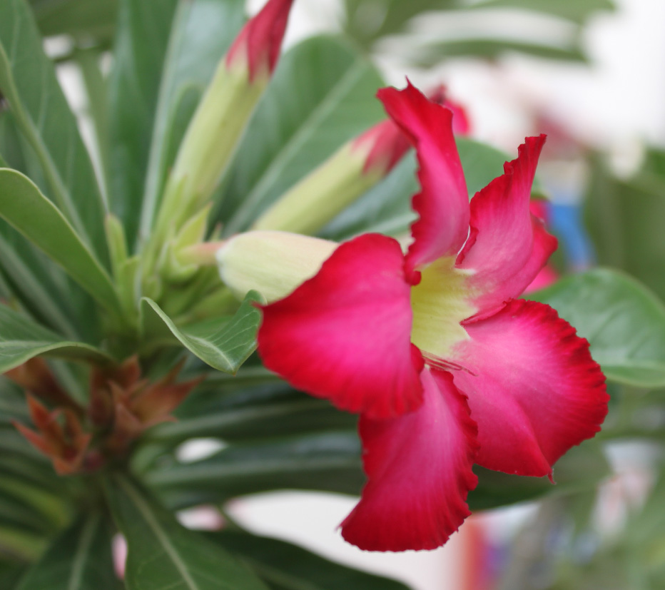 Rosa do Deserto | terraviva