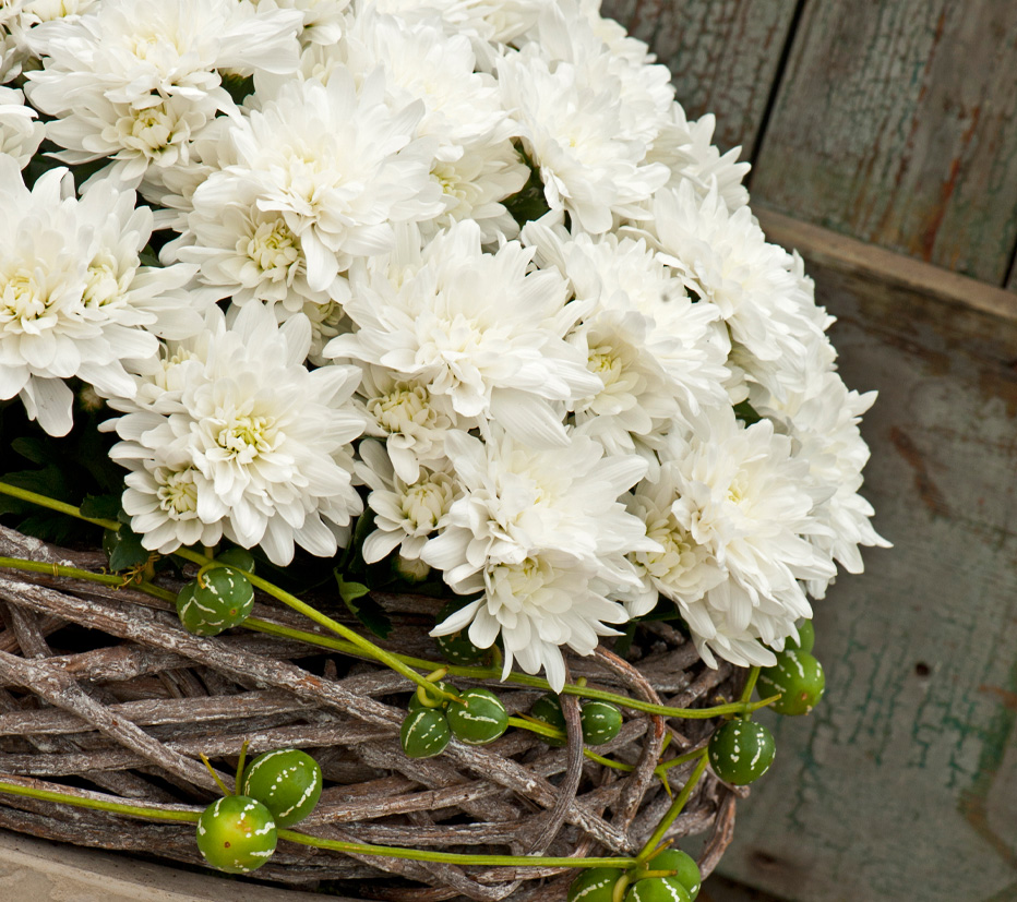 Crisântemo Vaso | terraviva