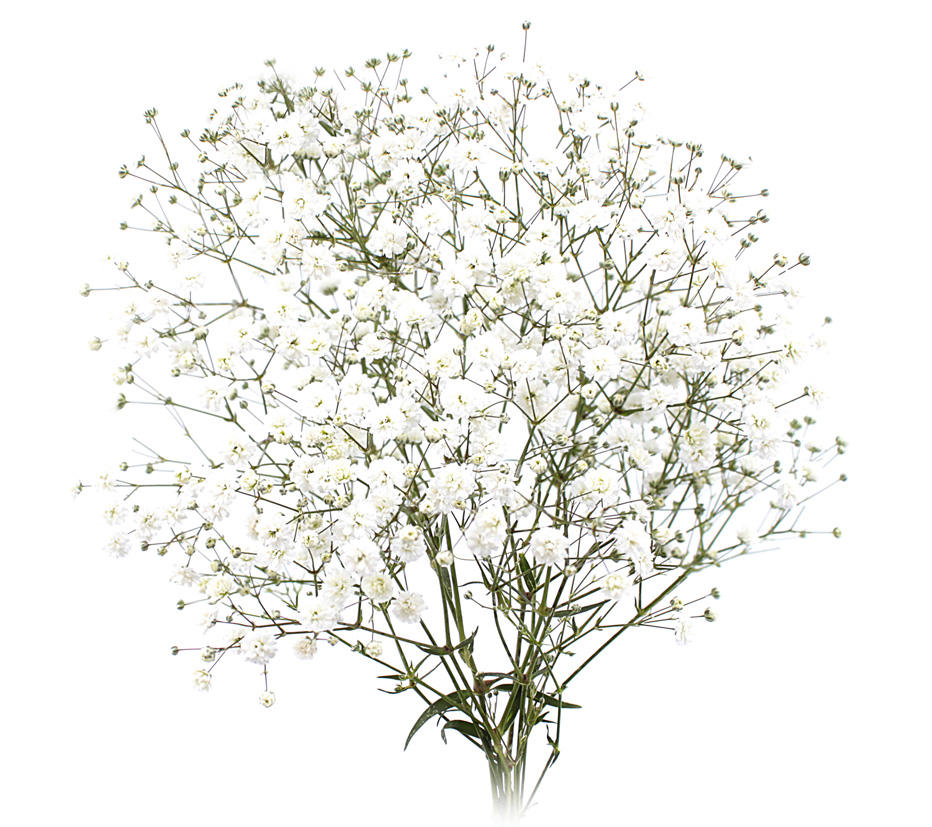 Gypsofila | terraviva