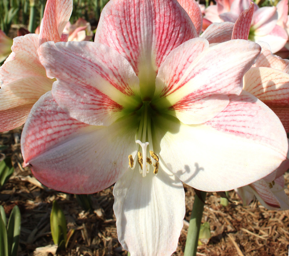 Amaryllis | terraviva