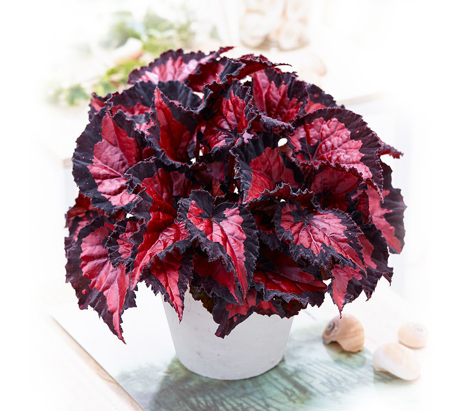 Begônia Beleaf | terraviva