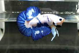 HMPK Blue Panda Betta | KingsOfTheAquarium