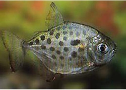 Spotted Silver Dollar | KingsOfTheAquarium