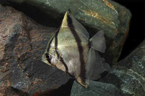 African Mono Sebae | KingsOfTheAquarium