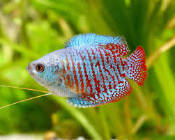 Dwarf Neon Dwarf Gourami | KingsOfTheAquarium
