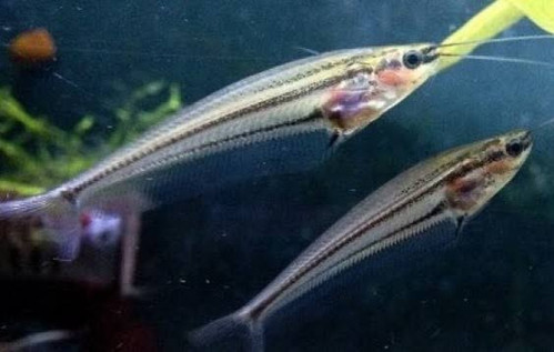 Poormans Glass Catfish | KingsOfTheAquarium