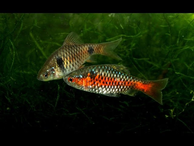 Odessa Barb | KingsOfTheAquarium