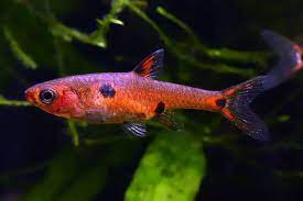 Dwarf Spotted Rasbora (Maculata) | KingsOfTheAquarium