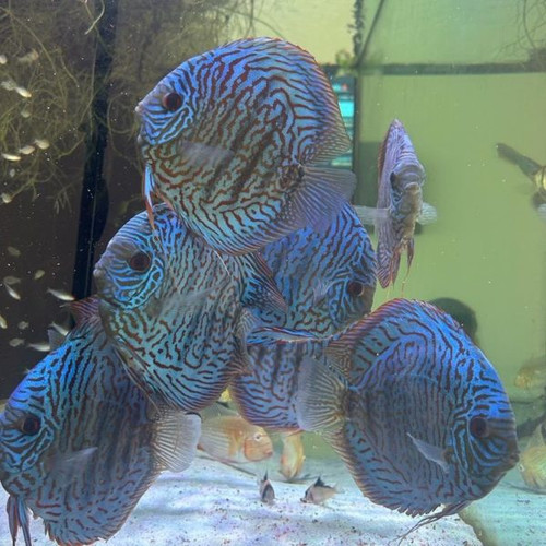 Discus - Blue Tiger Turquoise | KingsOfTheAquarium