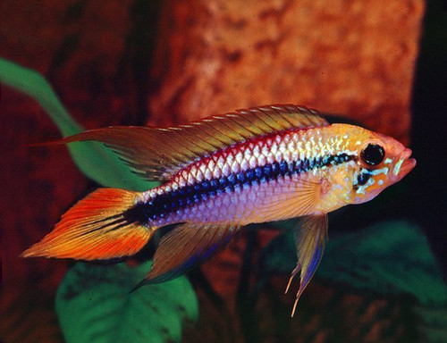 Apistogramma Agassizii Double Red | KingsOfTheAquarium