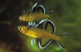 Honey Blue Eye (Pseudomugil Mellis) | KingsOfTheAquarium