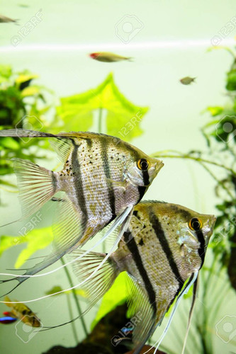 Peruvian Altum Rio Nanay Angelfish | KingsOfTheAquarium
