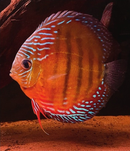 Discus - Red Alenquer | KingsOfTheAquarium