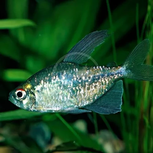 Diamond Tetra | KingsOfTheAquarium