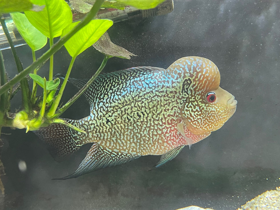 Flowerhorn (40Deg ZZ x Golden Base Fatboy) | KingsOfTheAquarium