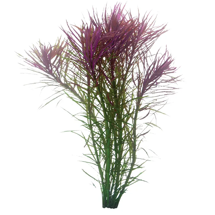 Pogostemon Stellata Fine Leaf Plant | KingsOfTheAquarium