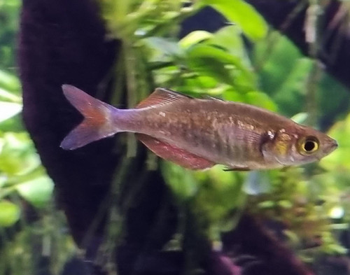 Red Rainbowfish | KingsOfTheAquarium