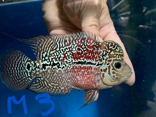 Flowerhorn Kamfa (Draconis) | KingsOfTheAquarium
