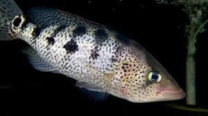 Green Bay Snook Cichlid | KingsOfTheAquarium