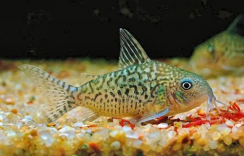 False Network (Sodalis) Corydoras | KingsOfTheAquarium