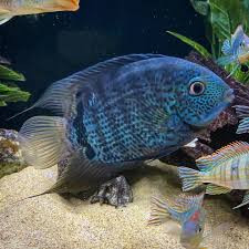 Blue Severum Cichlid | KingsOfTheAquarium