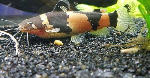 Bumble Bee Catfish | KingsOfTheAquarium