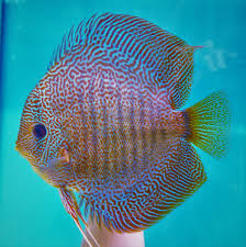 Discus - Snakeskin | KingsOfTheAquarium