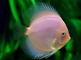 Discus - White Diamond | KingsOfTheAquarium