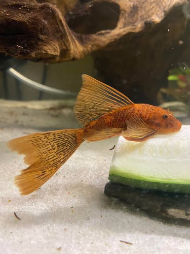 Longfin Super Red Calico Bristlenose | KingsOfTheAquarium