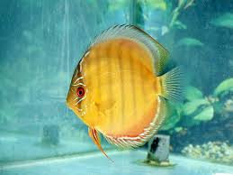 Discus - Yellow Alenquer | KingsOfTheAquarium