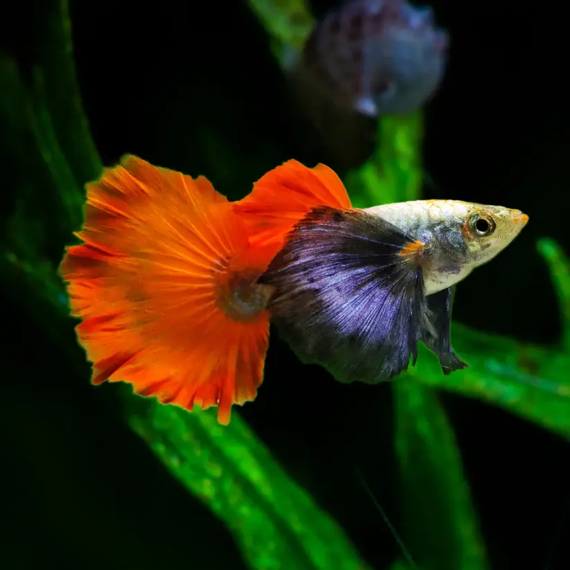 Dumbo Ear Platinum Redtail Guppy | KingsOfTheAquarium