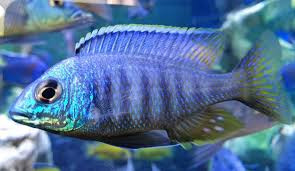 Jalo Reef (Placidochromis) | KingsOfTheAquarium