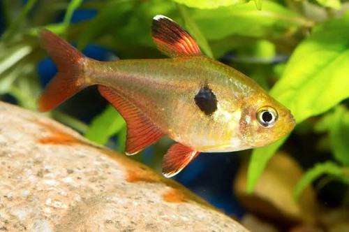 Red Tail Yellow Phantom Tetra | KingsOfTheAquarium