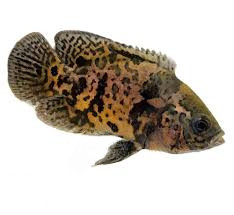 Leopard Oscar | KingsOfTheAquarium