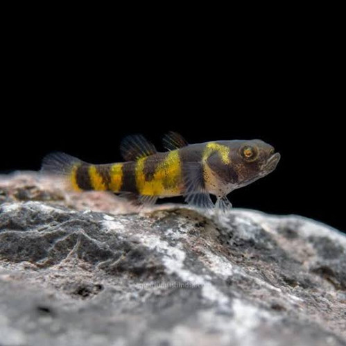 Ocelot Goby (Brachygobius Ocelot) | KingsOfTheAquarium