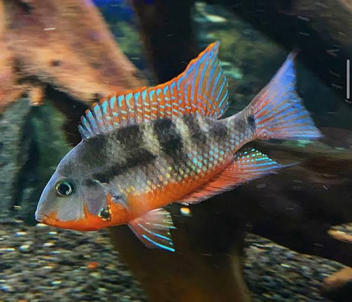 Fire Mouth Cichlid | KingsOfTheAquarium