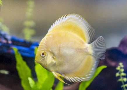 Albino Golden Discus | KingsOfTheAquarium