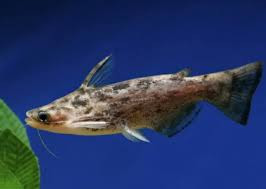 Columbian Driftwood Catfish | KingsOfTheAquarium