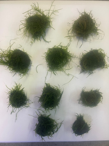 Java Moss Balls | KingsOfTheAquarium