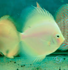 Discus White Diamond | KingsOfTheAquarium
